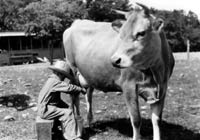 Leadership and Milking the Cow | Leadership in Action