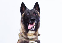 Meet the Heroic Dog Conan | Leadership in Action