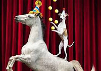 A Dog and Pony Show | Leadership in Action