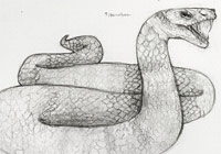 Growing Up, Snakes, and Fathers | Leadership in Action