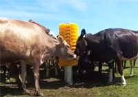 How to Make 100 Cows Happy | Leadership in Action