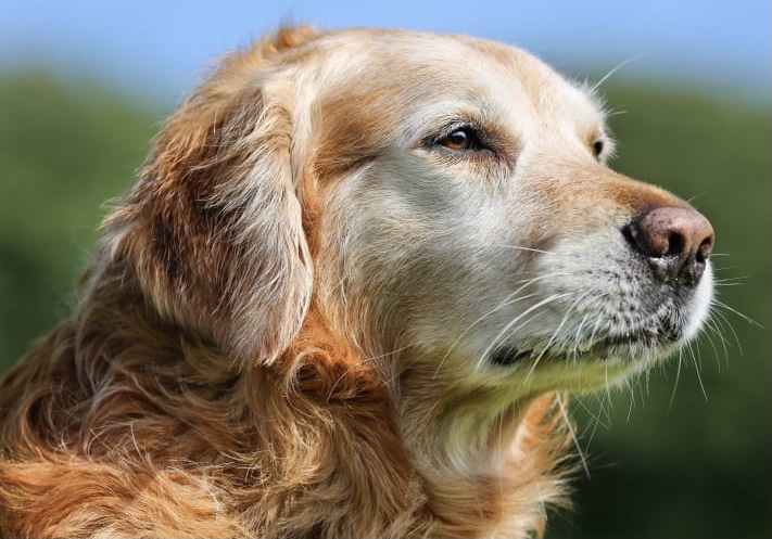 Old Dog Footprints on Our Soul | Leadership in Action